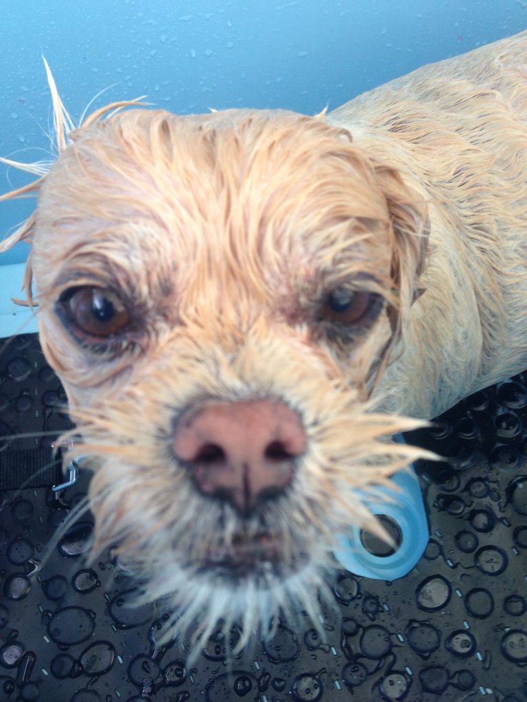 Hydrobath & Shampoo - Tops n Tails Mobile Grooming